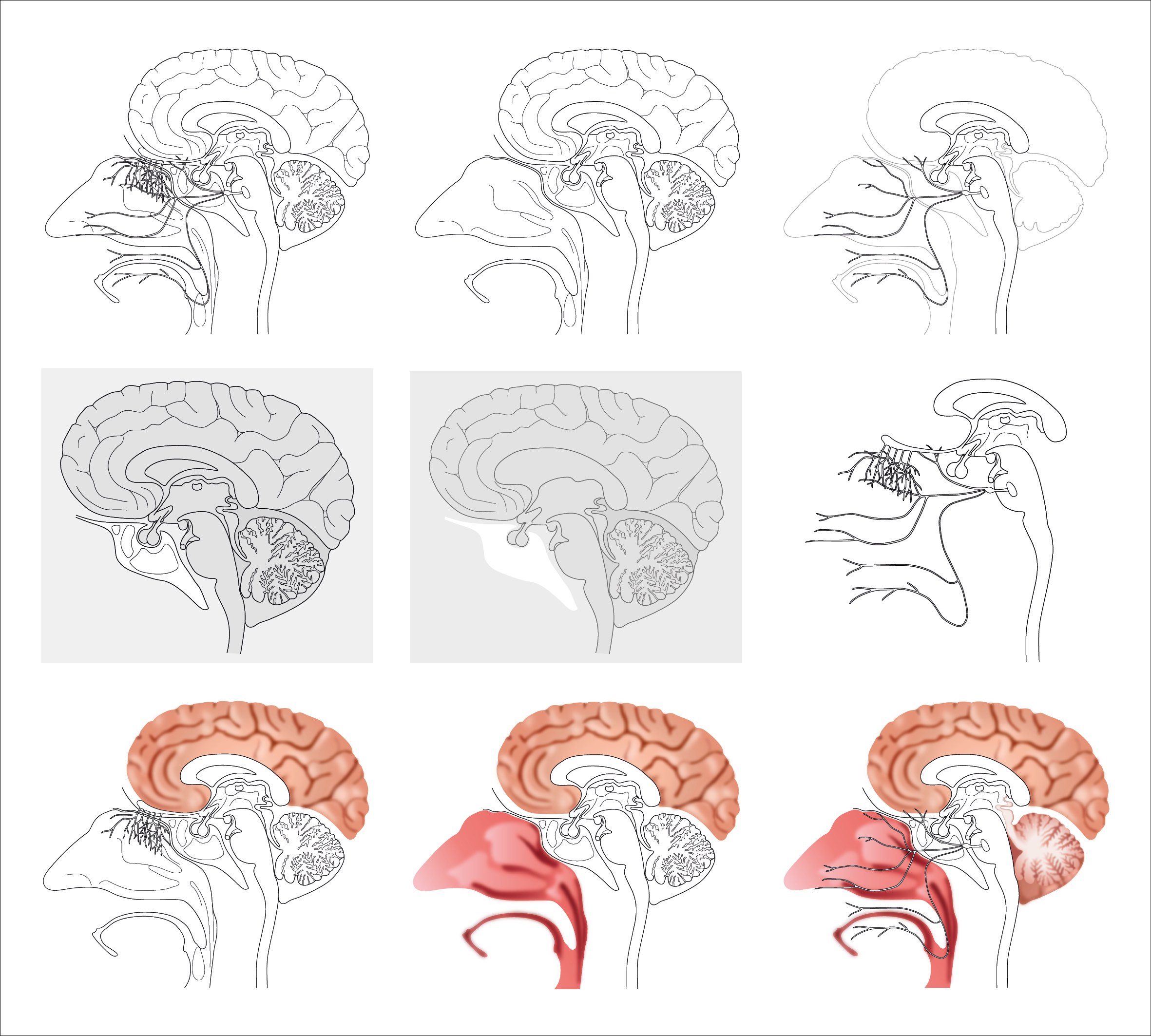 Creating adaptable anatomical images – Graphical Science