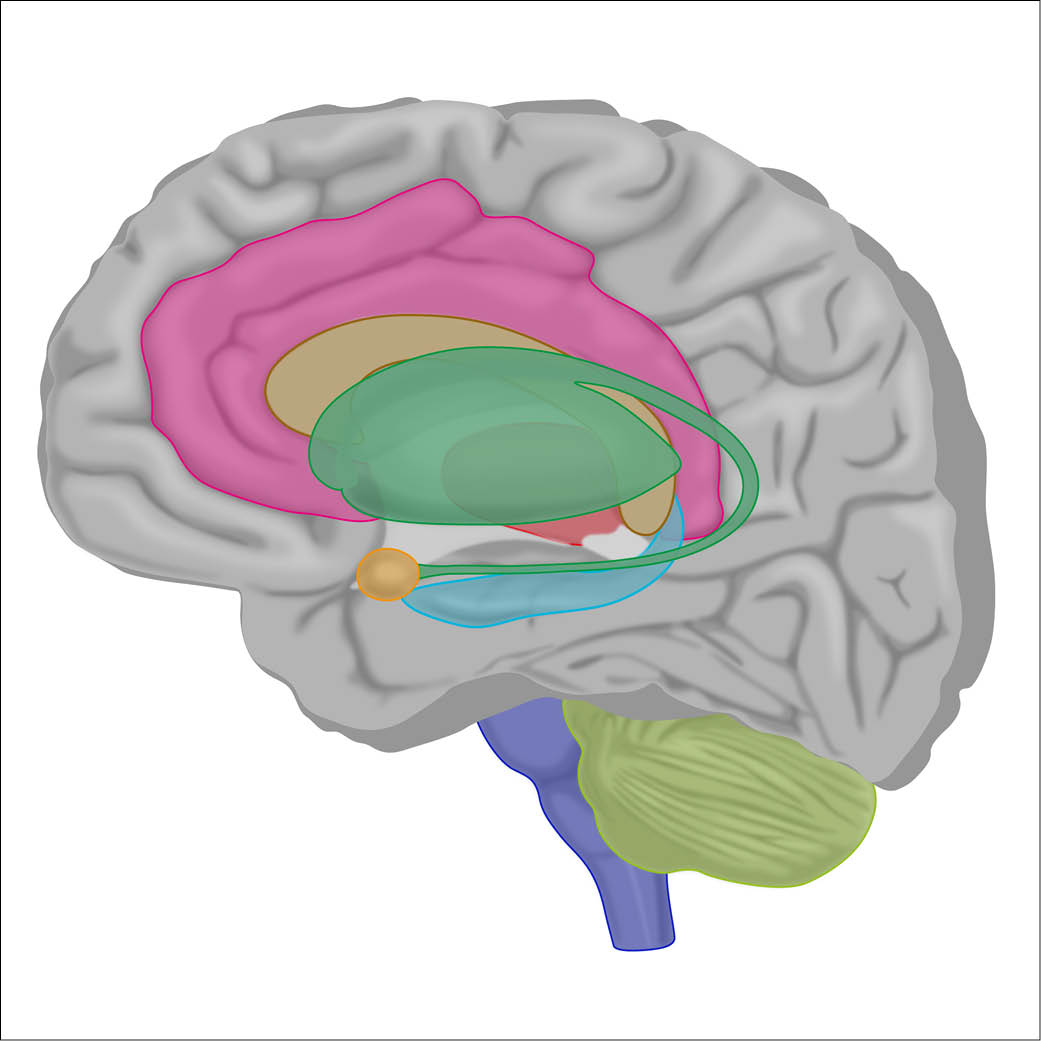 Creating figures for a neuroscience review paper – Graphical Science