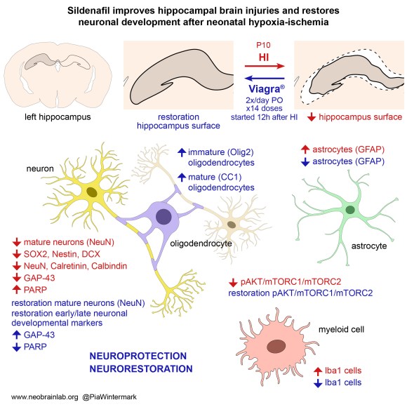 Creating a graphical abstract for a neuroscience paper – Graphical Science